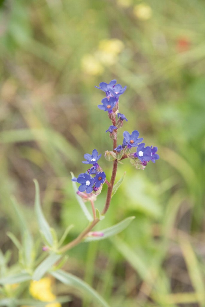 Anchusa azurea Mill., Anchusa undulata L., Anchusa undulata subsp ...