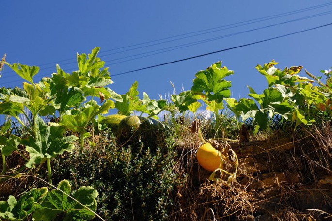 Cucurbita maxima Duchesne Cucurbita moschata Duchesne Cucurbitaceae ...