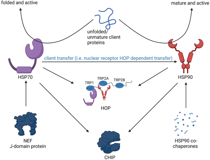 HSP70-HSP90 Chaperone Networking in Protein-Misfolding Disease | SpringerLink