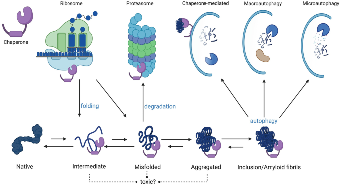 HSP70-HSP90 Chaperone Networking in Protein-Misfolding Disease ...