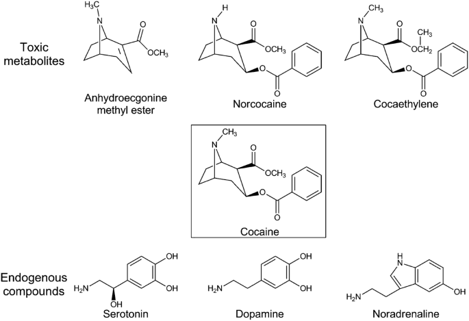 Cocaine as a Neurotoxin | Springer Nature Link