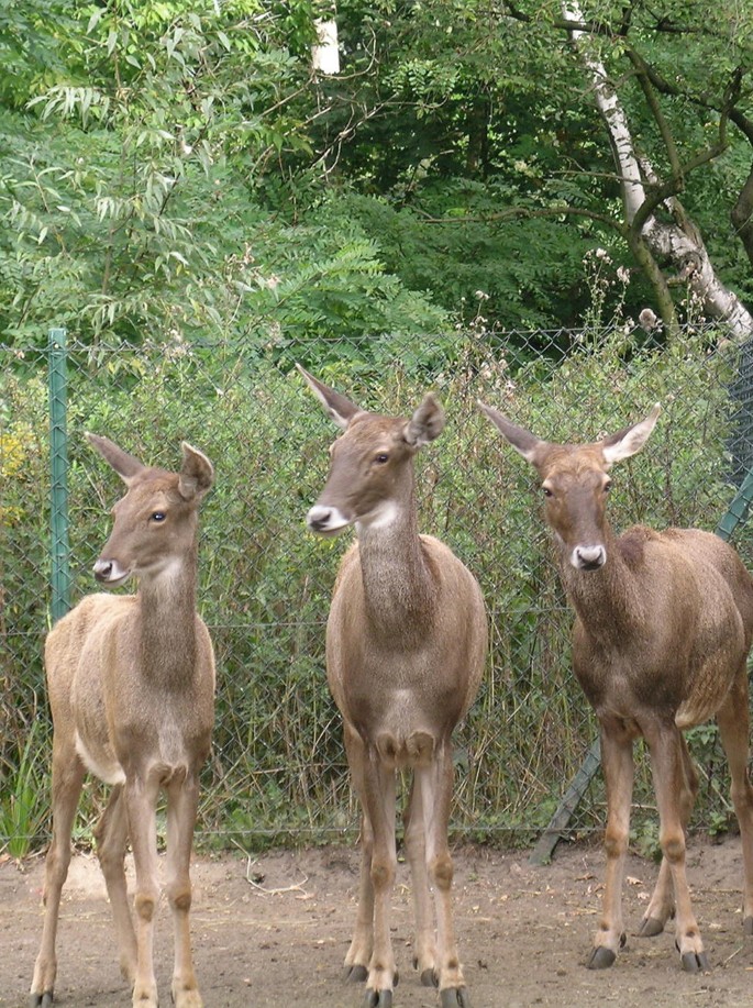 White-Lipped Deer Cervus albirostris Przewalski, 1883 | SpringerLink