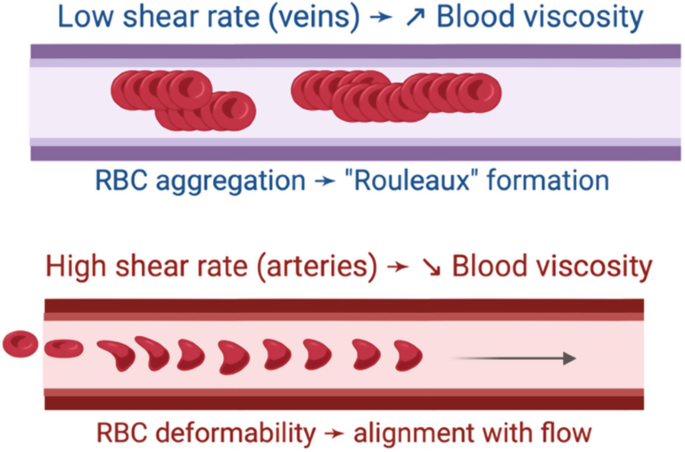 Blood Rheology: Key Parameters and Impact on Blood Flow | SpringerLink