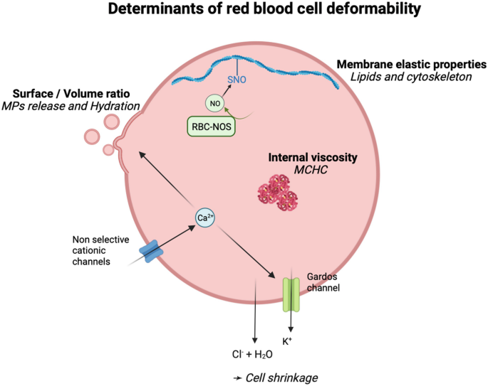 Blood Rheology: Key Parameters and Impact on Blood Flow | SpringerLink