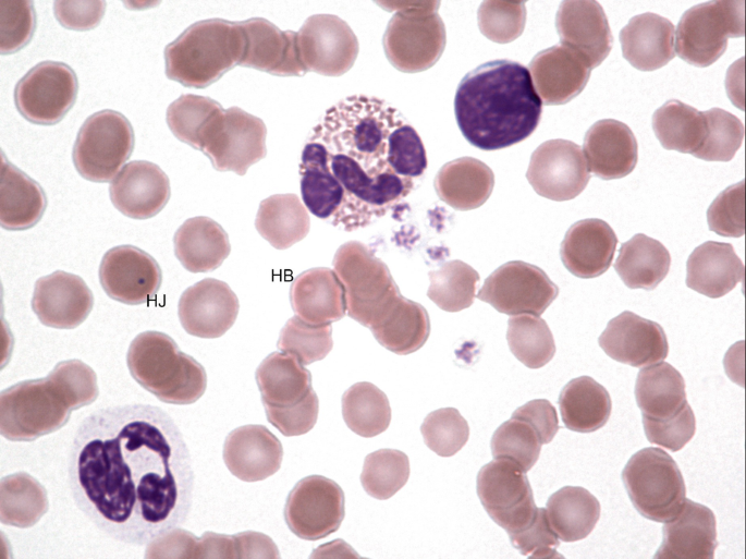 Red Blood Cells Physiology in Cats | Springer Nature Link (formerly ...