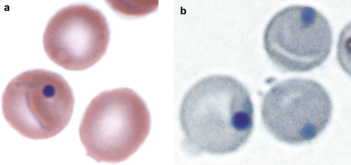 Howell Jolly Bodies Dog