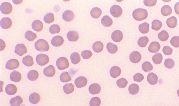 Red Blood Cell Physiology of Horses | SpringerLink