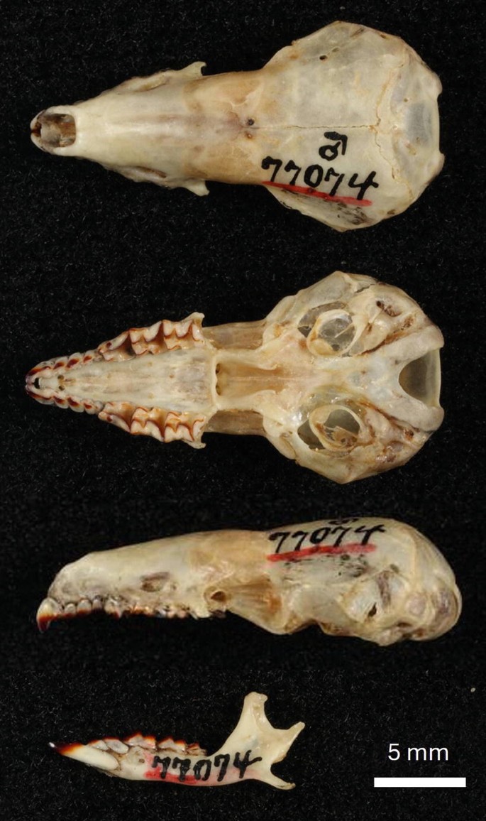 Goodwin’s Broad-Clawed Shrew Cryptotis goodwini H. H. T. Jackson, 1933 ...