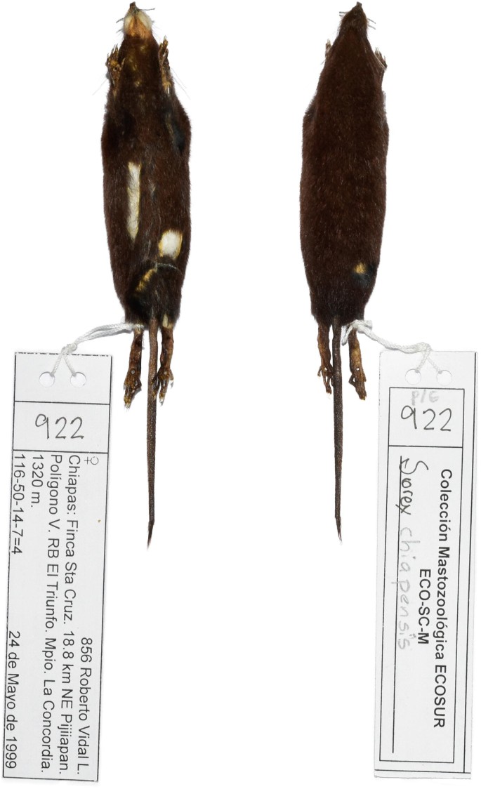 Chiapas Shrew Sorex chiapensis H.H.T. Jackson, 1925 | SpringerLink