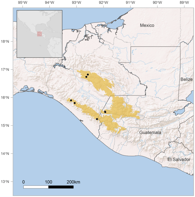 Chiapas Shrew Sorex chiapensis H.H.T. Jackson, 1925 | SpringerLink
