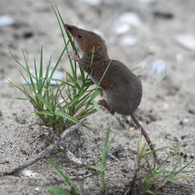 Ornate Shrew Sorex ornatus Merriam, 1895 | SpringerLink