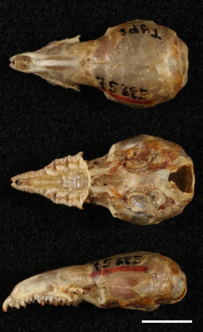 San Cristobal Shrew Sorex stizodon Merriam, 1895 | SpringerLink