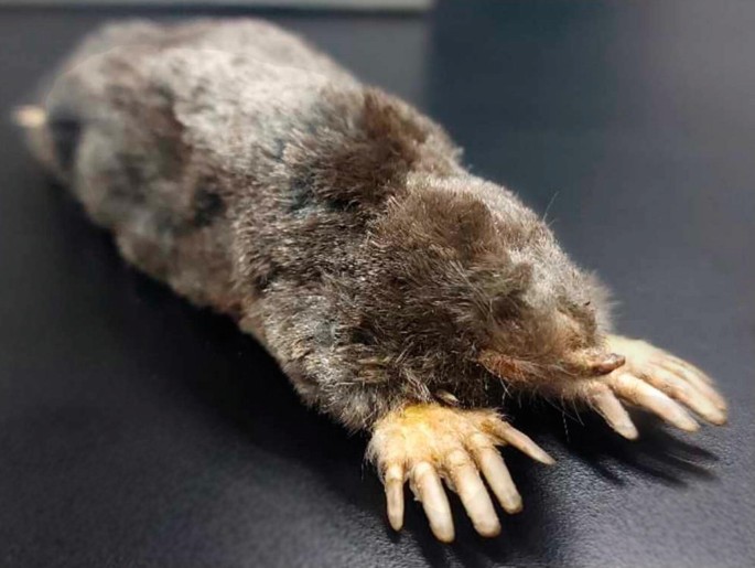 Mexican Mole Scapanus anthonyi J.A. Allen, 1893 | SpringerLink