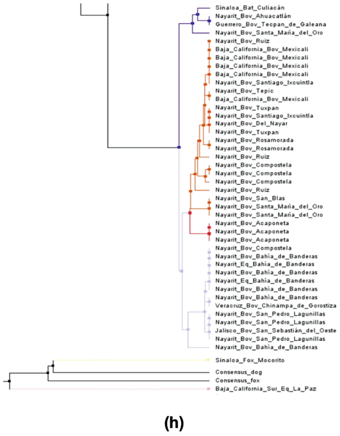 A History of Paralytic Bovine Rabies Transmitted by Vampire Bats in ...