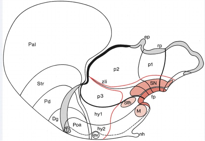 Overview of the Development of the Human Brain and Spinal Cord ...