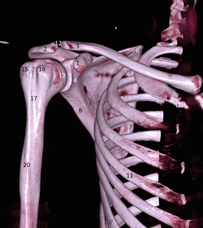 Normal X-ray and CT Anatomy of Shoulder and Elbow | SpringerLink