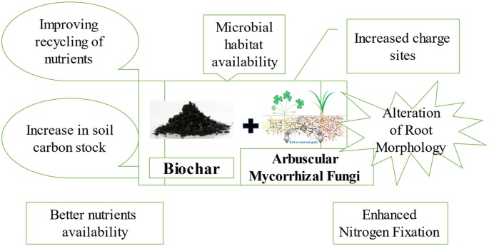 Biochar and Arbuscular Mycorrhizae Fungi to Improve Soil Organic Matter ...