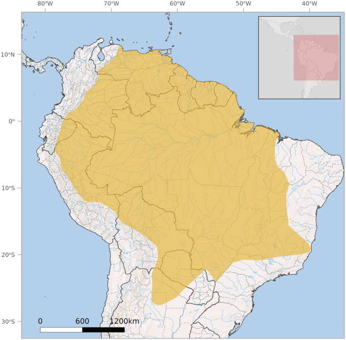 Giant Armadillo Priodontes maximus (Kerr, 1792) | Springer Nature Link