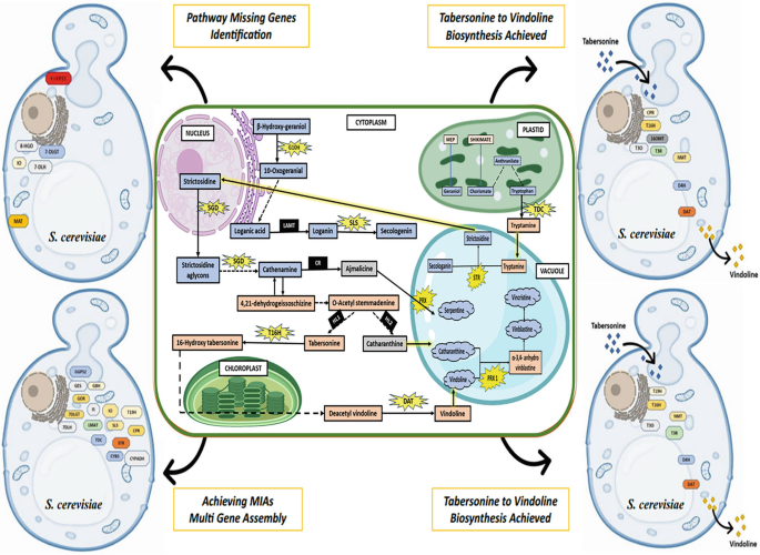 Catharanthus roseus Monoterpenoid Indole Alkaloid Pathway Engineering ...