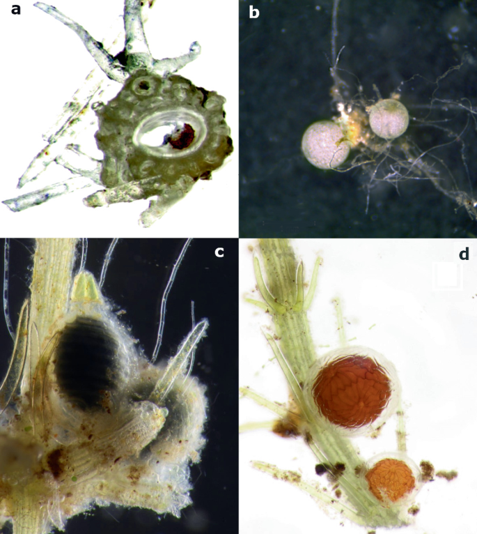 Chara curta | Springer Nature Link