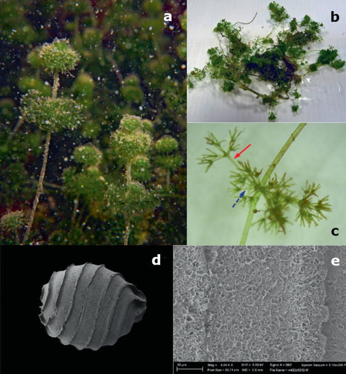 Nitella hyalina | SpringerLink