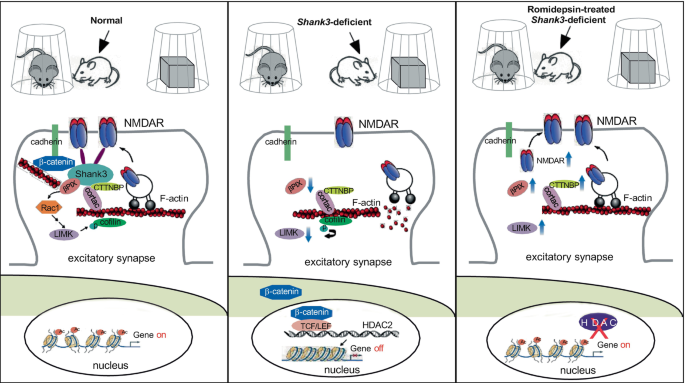 Targeting Epigenetic Enzymes for Treatment of Autism Spectrum Disorders ...