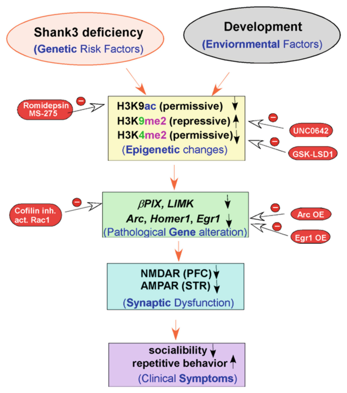 Targeting Epigenetic Enzymes for Treatment of Autism Spectrum Disorders ...