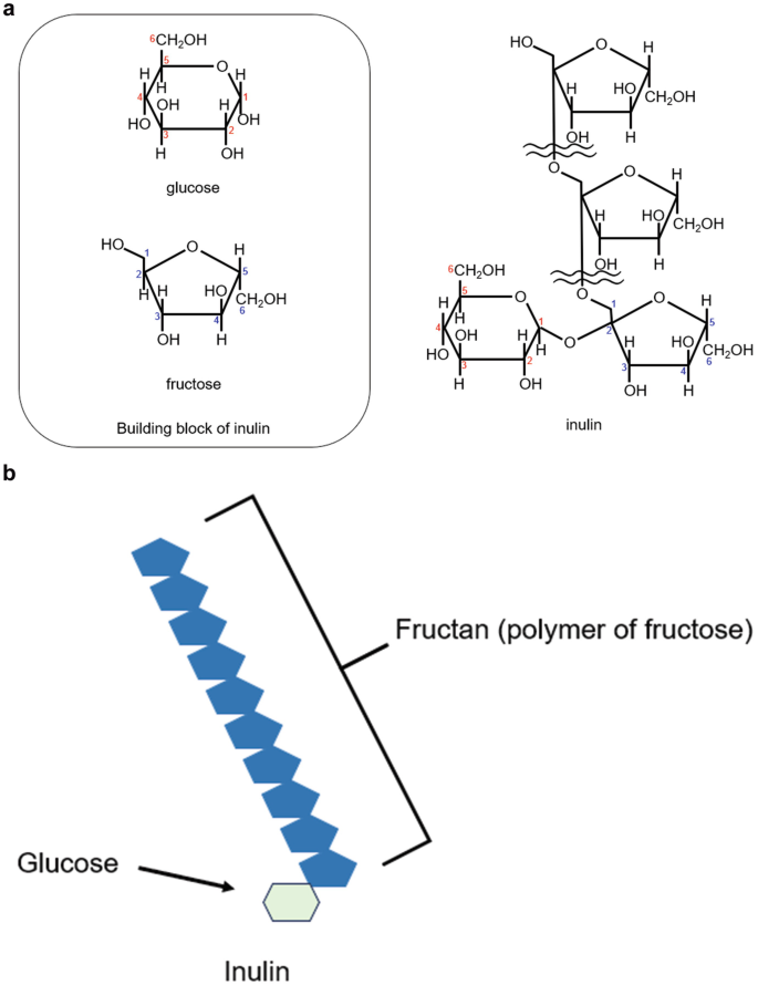 Dietary Fiber: Importance and Impact on Health Parameters | SpringerLink