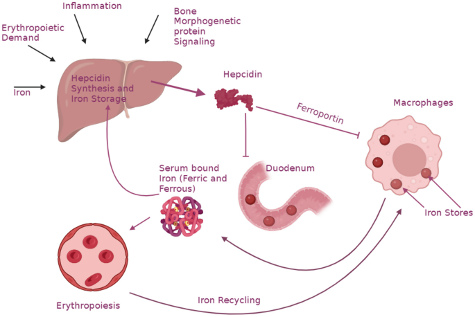 Iron Deficiency Anemia and Public Health: A New Narrative Related to ...