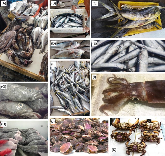 Sustaining Peru’s Small-Scale Fisheries: Exploited Biodiversity and ...