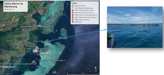 Growth Rate, Succession, Survival, and Identification of Biofouling ...