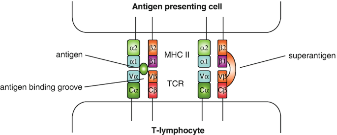 Staphylococcus aureus, Superantigens, and Nasal Polyps | SpringerLink