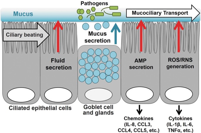 Sinonasal Innate Immunity | SpringerLink
