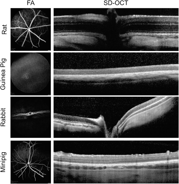 Ocular Pharmacokinetic and Safety Studies | SpringerLink