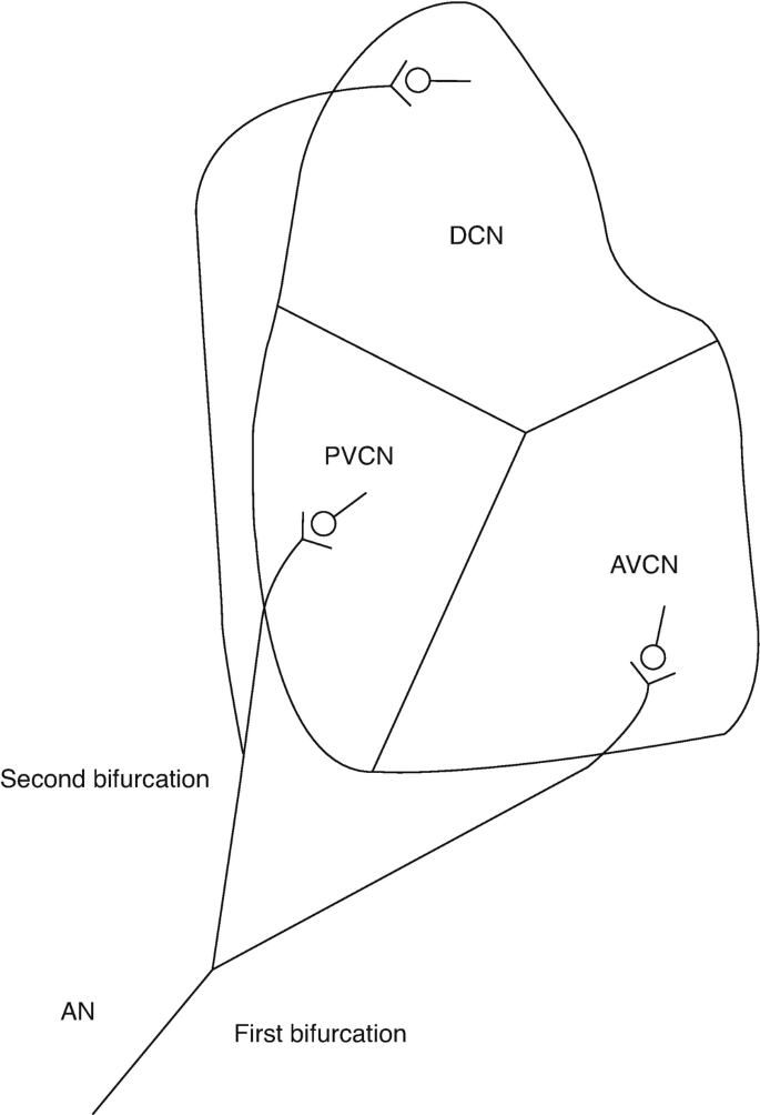 Anatomy and Physiology of the Auditory System | SpringerLink