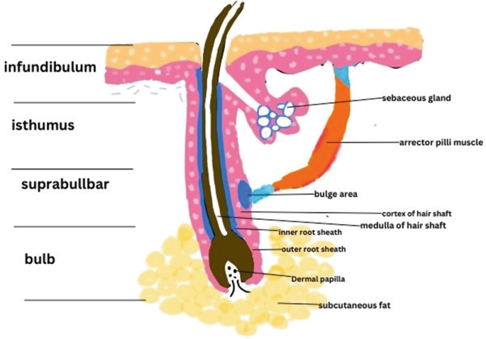 Hair Transplantation | SpringerLink