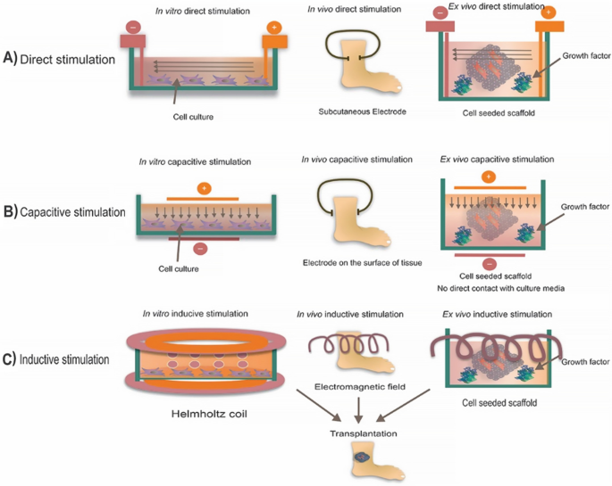 Electrical and Physical Stimulation in Tissue Engineering | SpringerLink