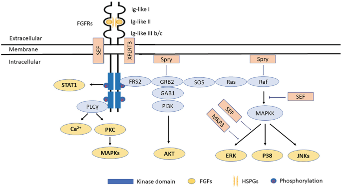 Growth Factors and Signaling Pathways | Springer Nature Link