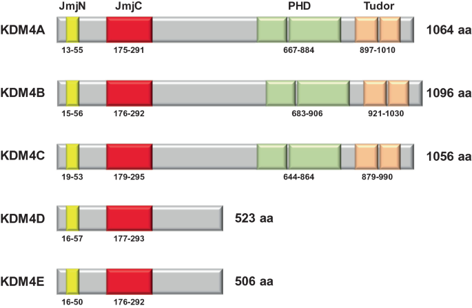 KDM4 Demethylases: Structure, Function, and Inhibitors | SpringerLink