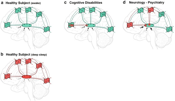 Synchronization and Functional Connectivity Dynamics Across TC-CC-CT Networks: Implications for ...