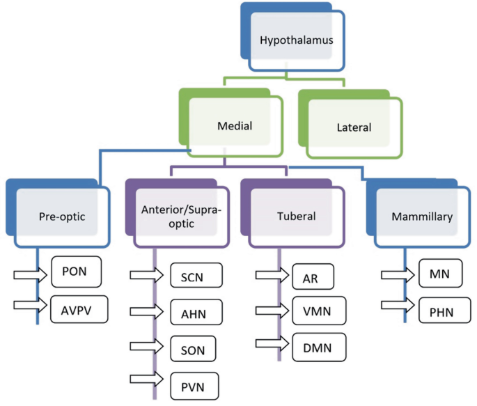The Hypothalamus Springerlink