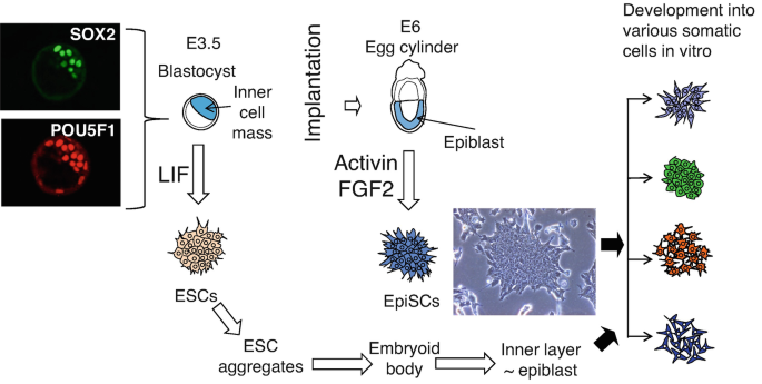 The Epiblast and Pluripotent Stem Cell Lines | SpringerLink