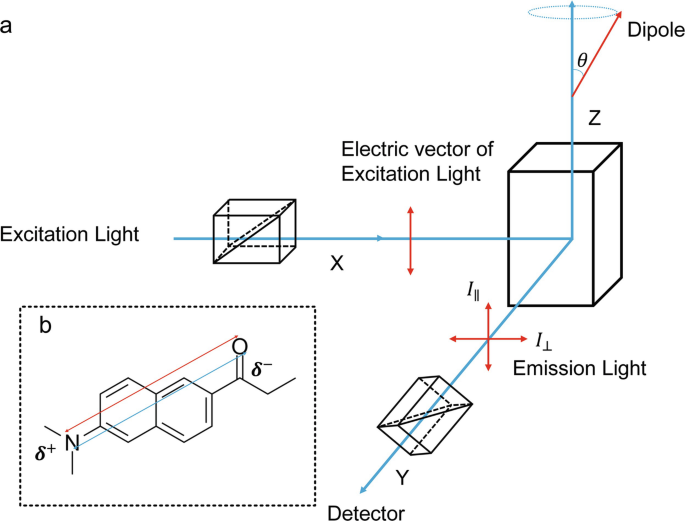 Polarization Structured Illumination Microscopy | SpringerLink