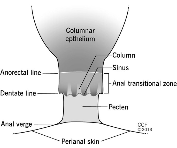 Anatomy Anus Springerlink
