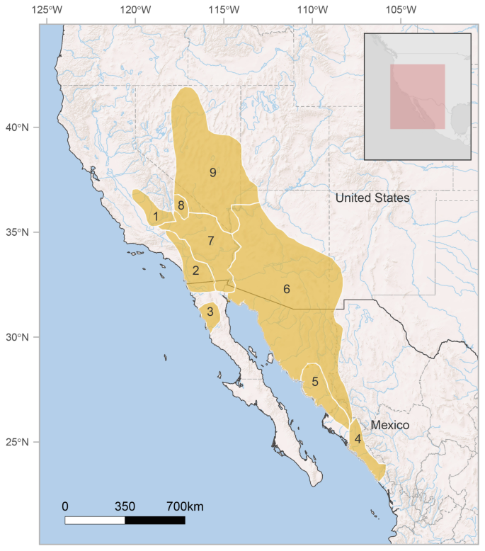 Southern Grasshopper Mouse Onychomys torridus (Coues, 1874) | SpringerLink