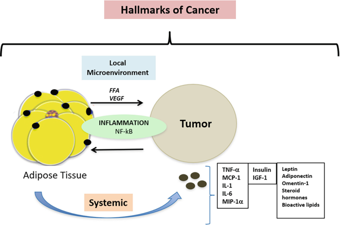 Linking Obesity, Metabolism, and Cancer | SpringerLink