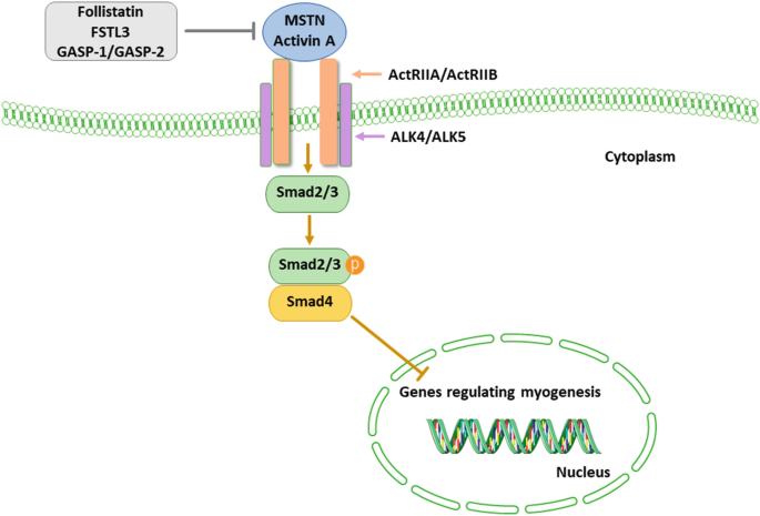 Obesity, Myokines, and Metabolic Health | SpringerLink