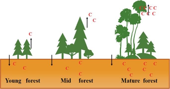 Optimizing Forest Management to Maximize Carbon Sequestration and ...
