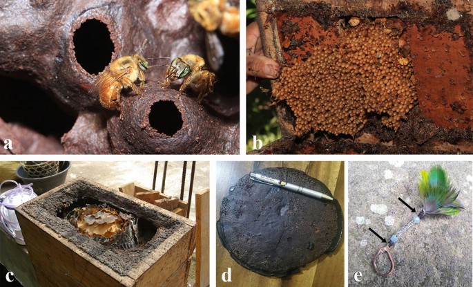 Stingless Bees of Peru: The Use of Plant Resins, Cerumen, and Propolis ...