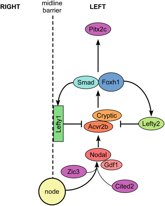 Molecular Pathways and Animal Models of d-Transposition of the Great ...